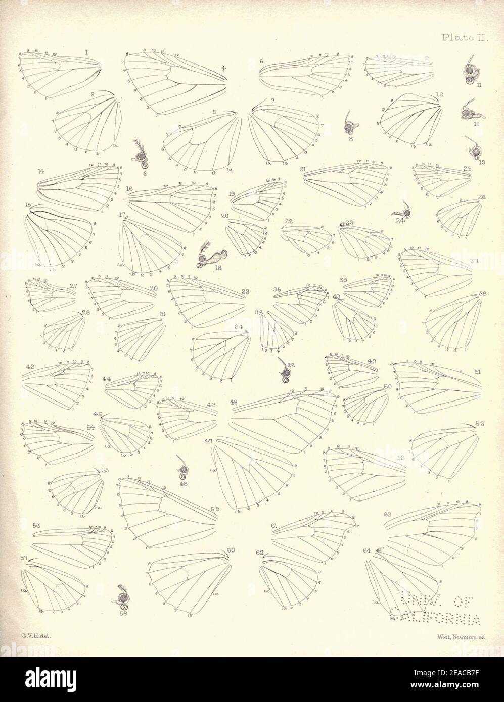 New Zealand Moths and Butterflies (1898) 02 Stock Photo - Alamy