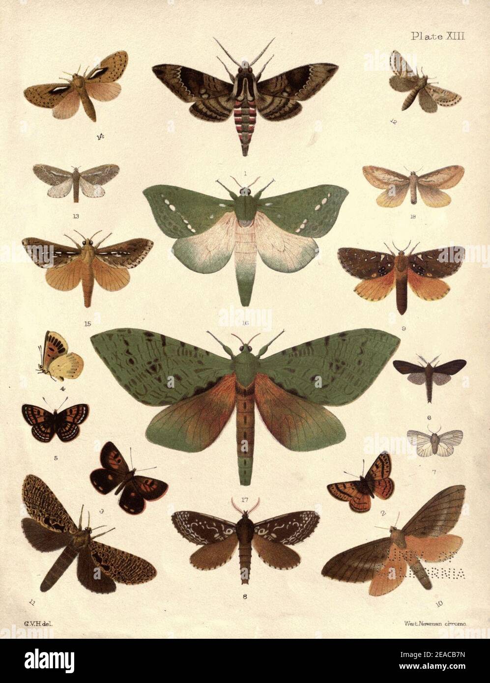 New Zealand Moths and Butterflies (1898) 13 Stock Photo - Alamy