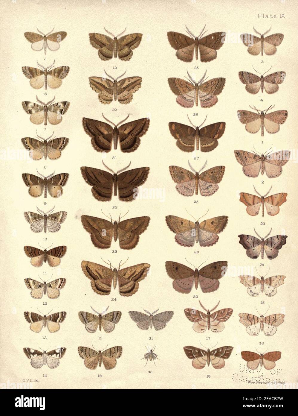 New Zealand Moths and Butterflies (1898) 09 Stock Photo - Alamy