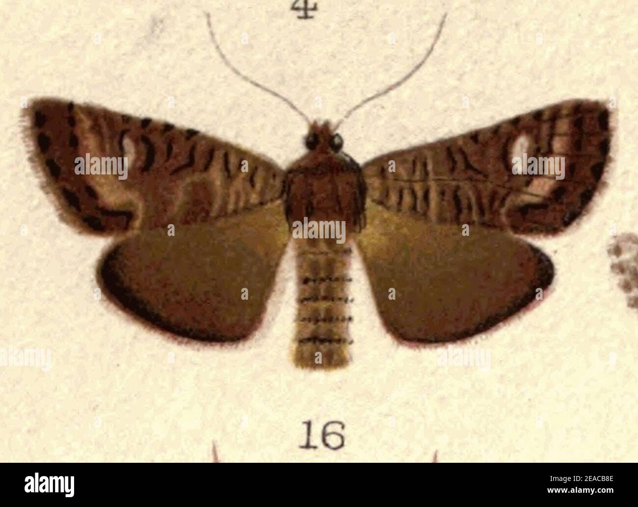 New Zealand Moths and Butterflies (1898) Plate 5 Fig 16 Meterana dotata ...