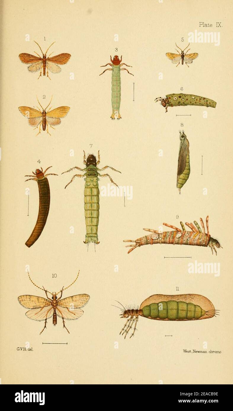 New Zealand Neuroptera Stock Photo - Alamy