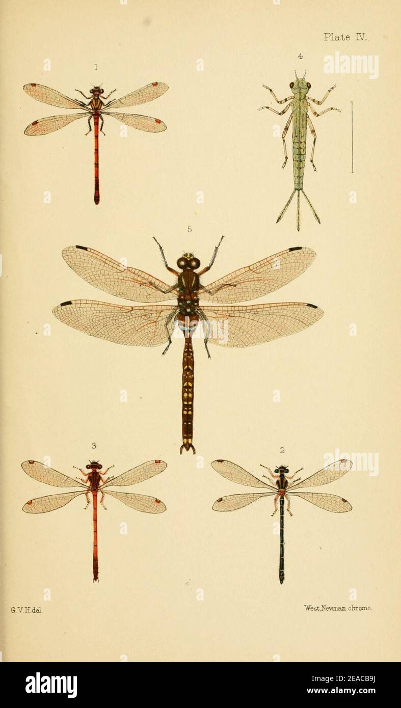 New Zealand Neuroptera Stock Photo - Alamy