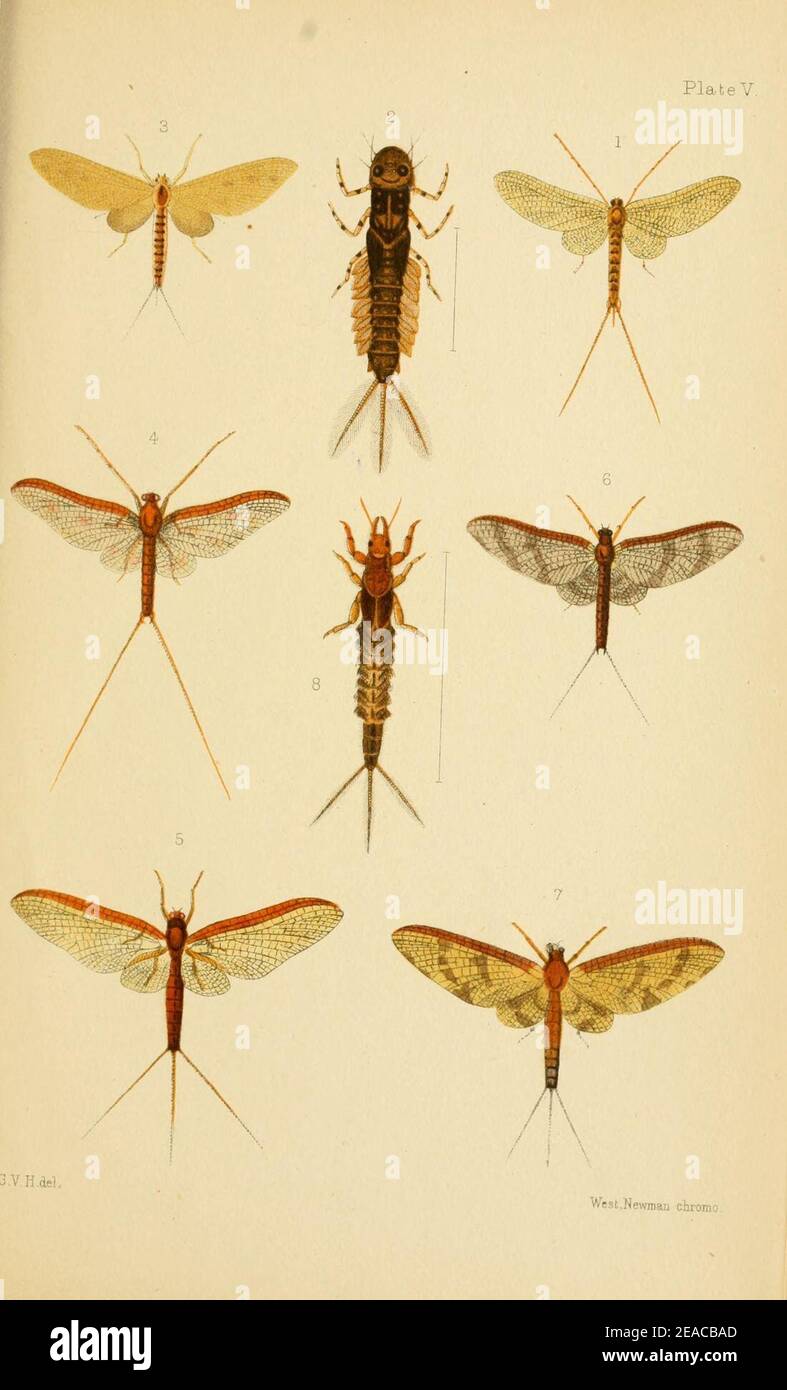 New Zealand Neuroptera Stock Photo - Alamy