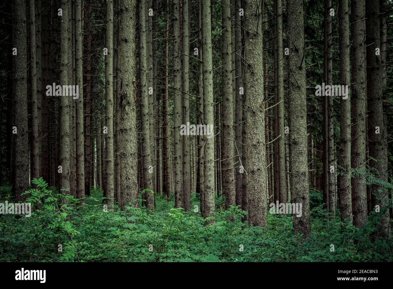 Thick forest floor hi-res stock photography and images - Alamy