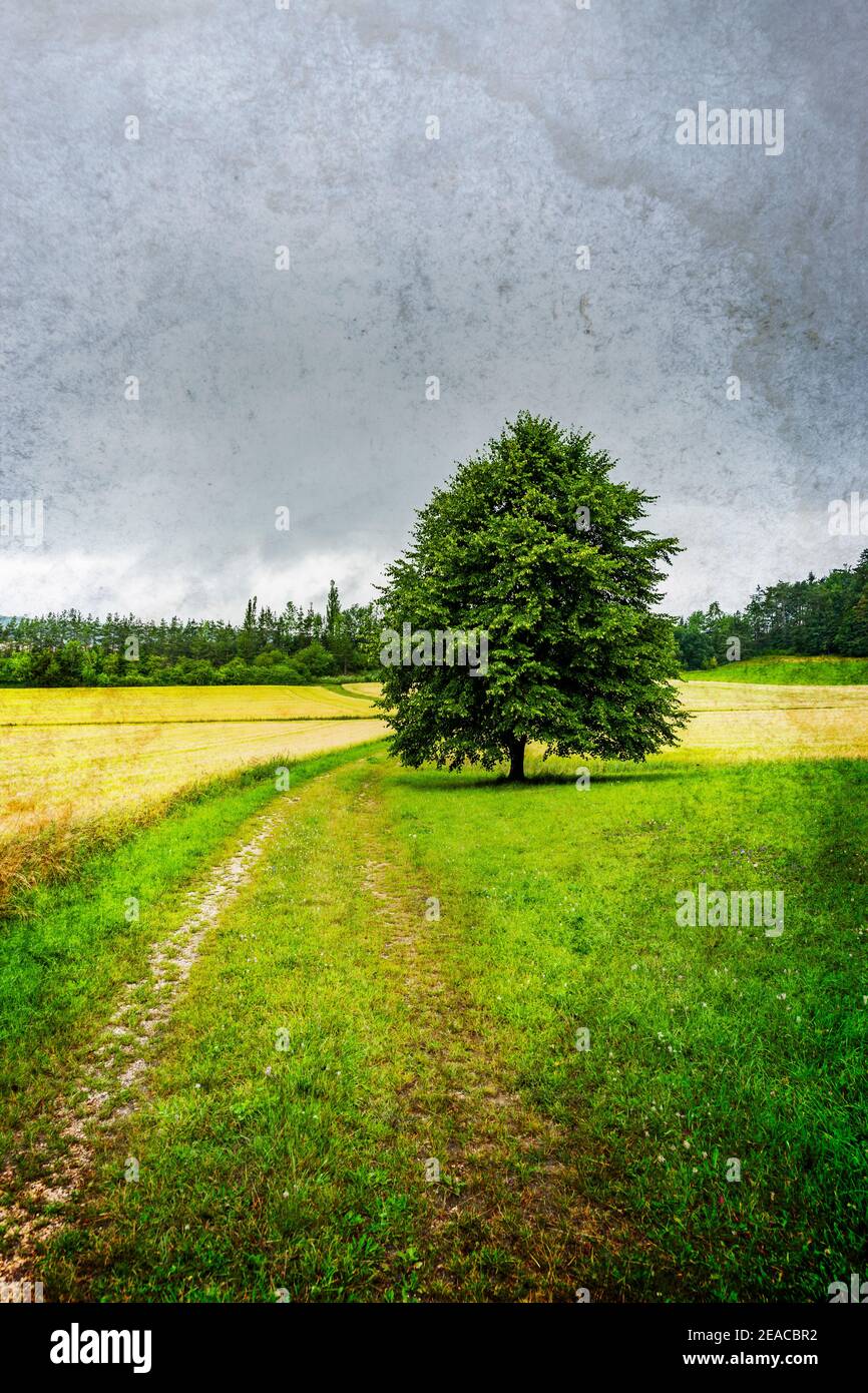 Tree at a track hi-res stock photography and images - Alamy