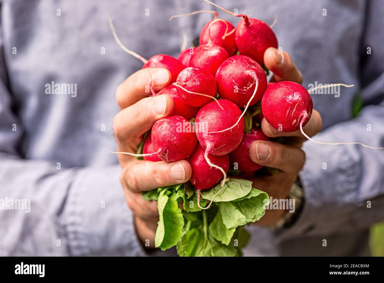 Radishes with green in men's hands, background upper body Stock Photo ...