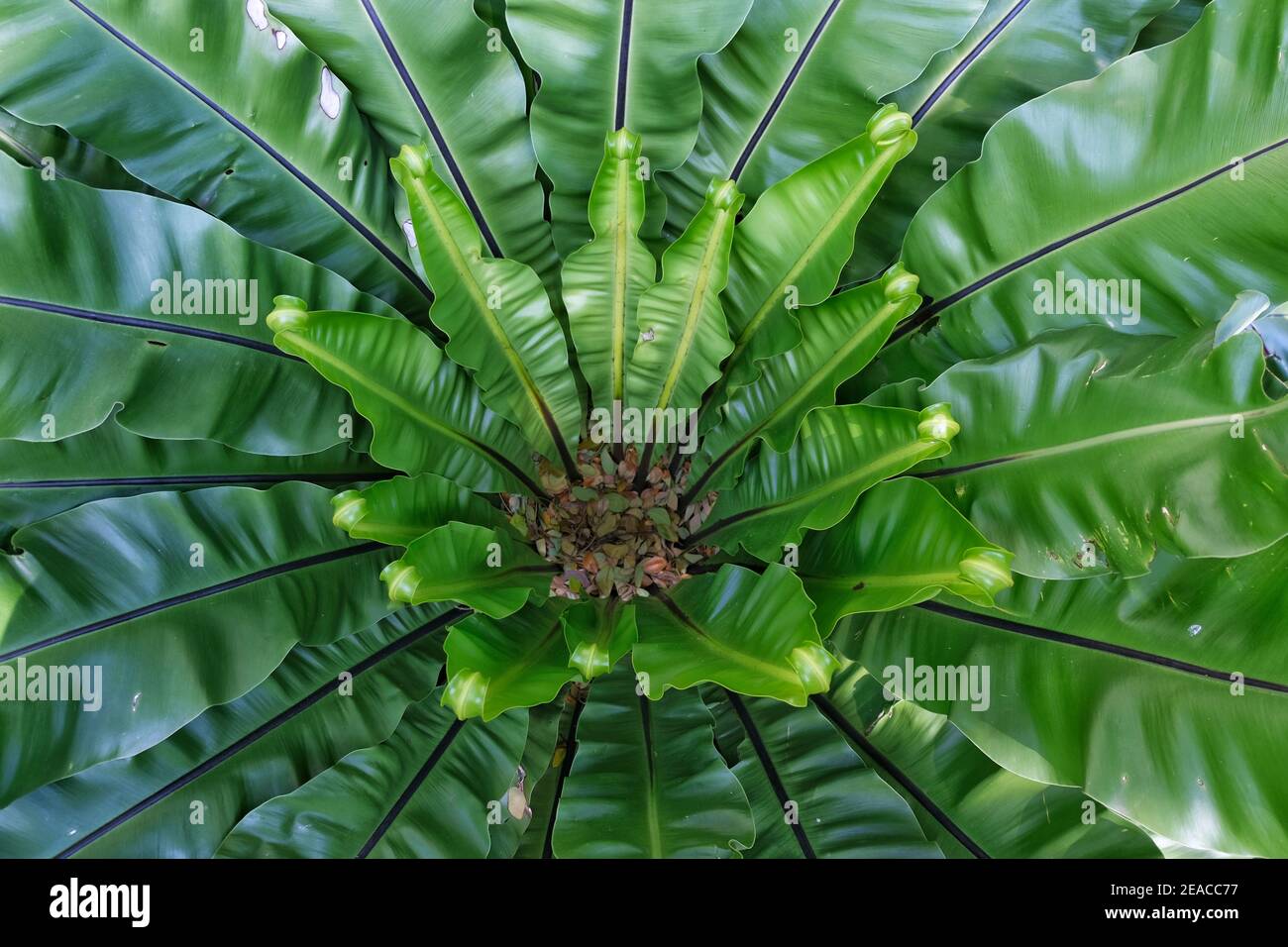 A top view of a bird's nest fern with large smooth green ripple leaves ...