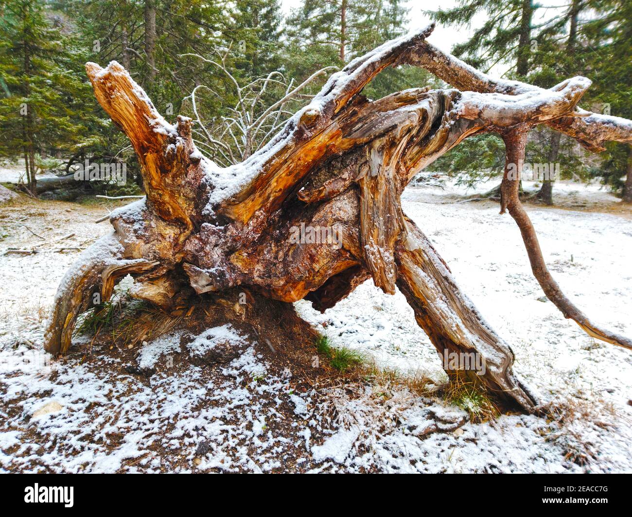 Conifer roots hi-res stock photography and images - Alamy