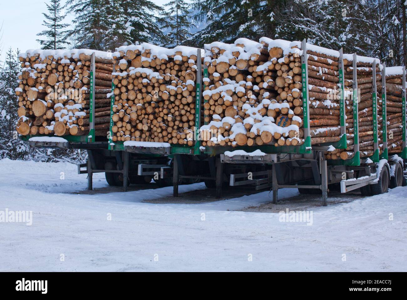 Semi-trailers loaded with tree trunks Stock Photo - Alamy