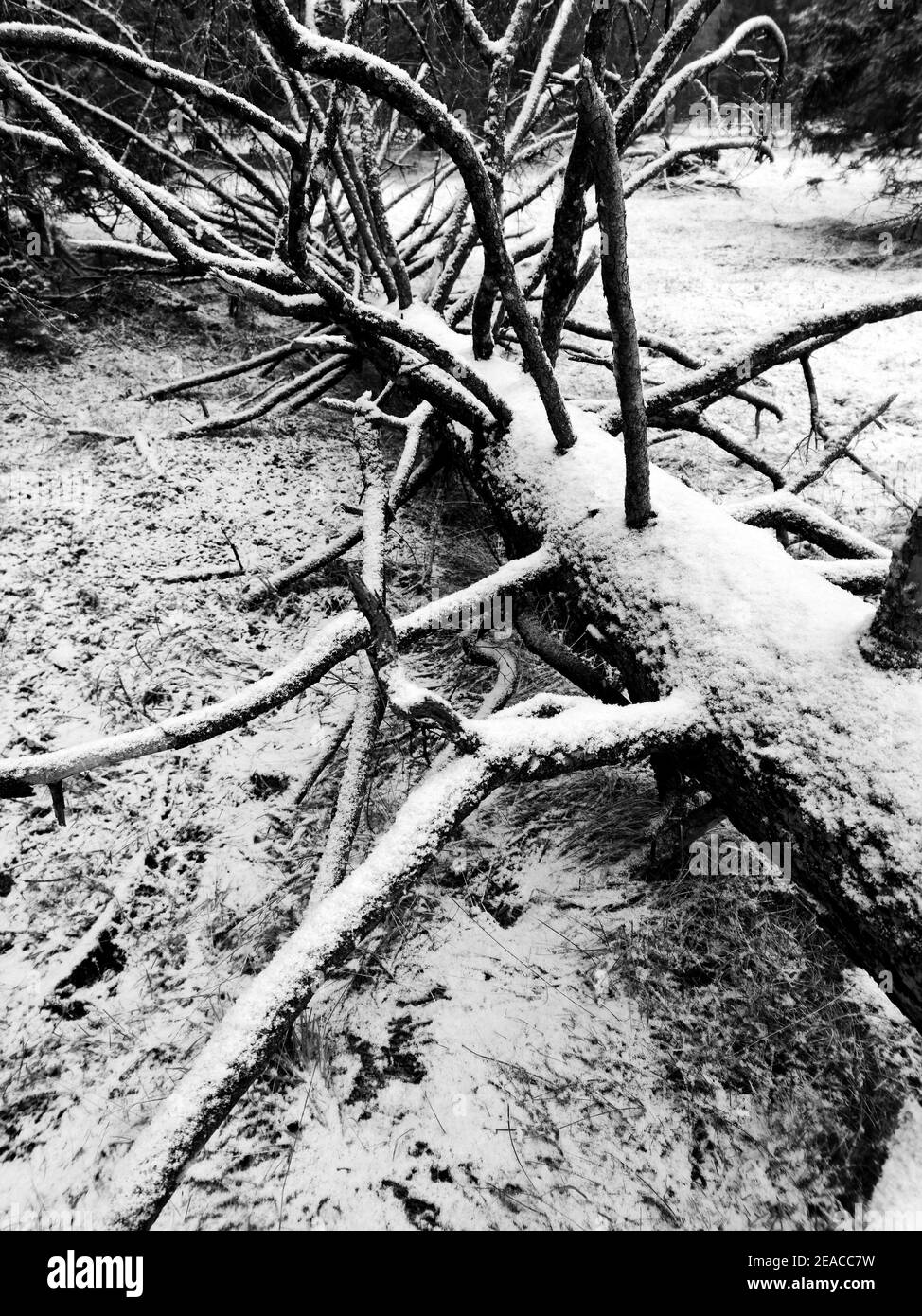 Skeleton tree Black and White Stock Photos & Images - Alamy