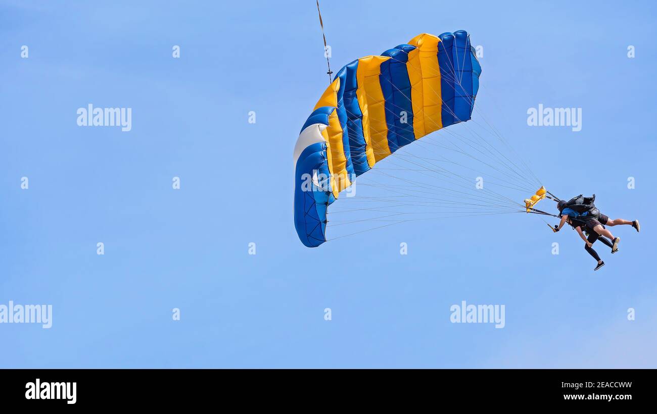 Tandem skydivers against a clear blue sky with parachute open ready to ...