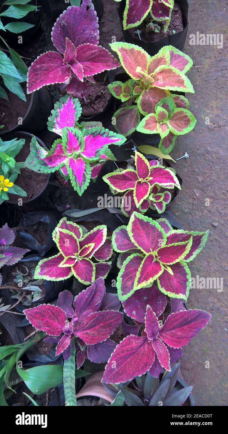 Australian coleus hi-res stock photography and images - Alamy