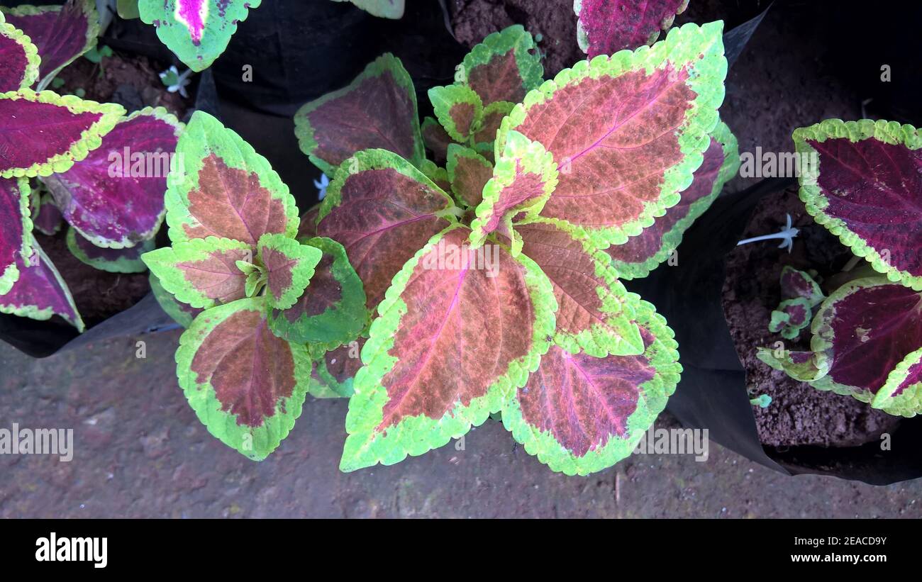Coleus blumei hi-res stock photography and images - Alamy