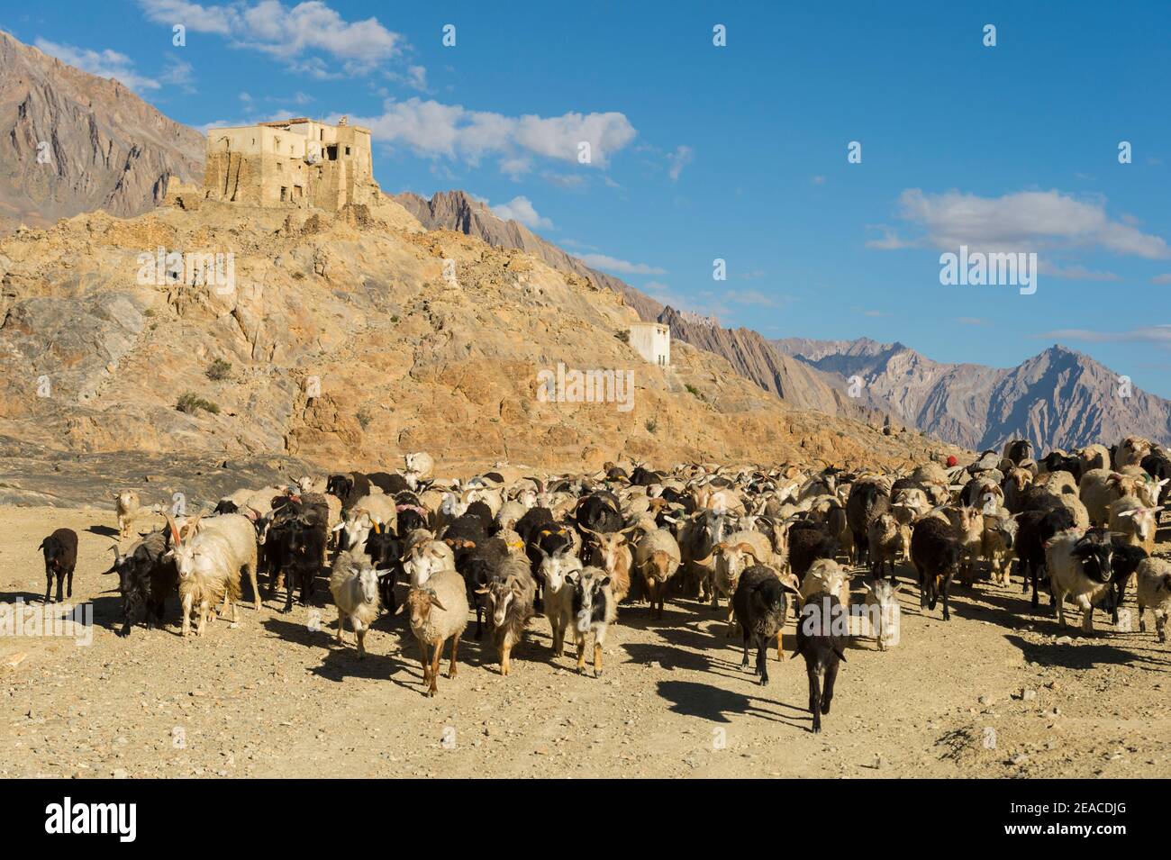 Zangla, with the Karsha Khar fortress Stock Photo - Alamy