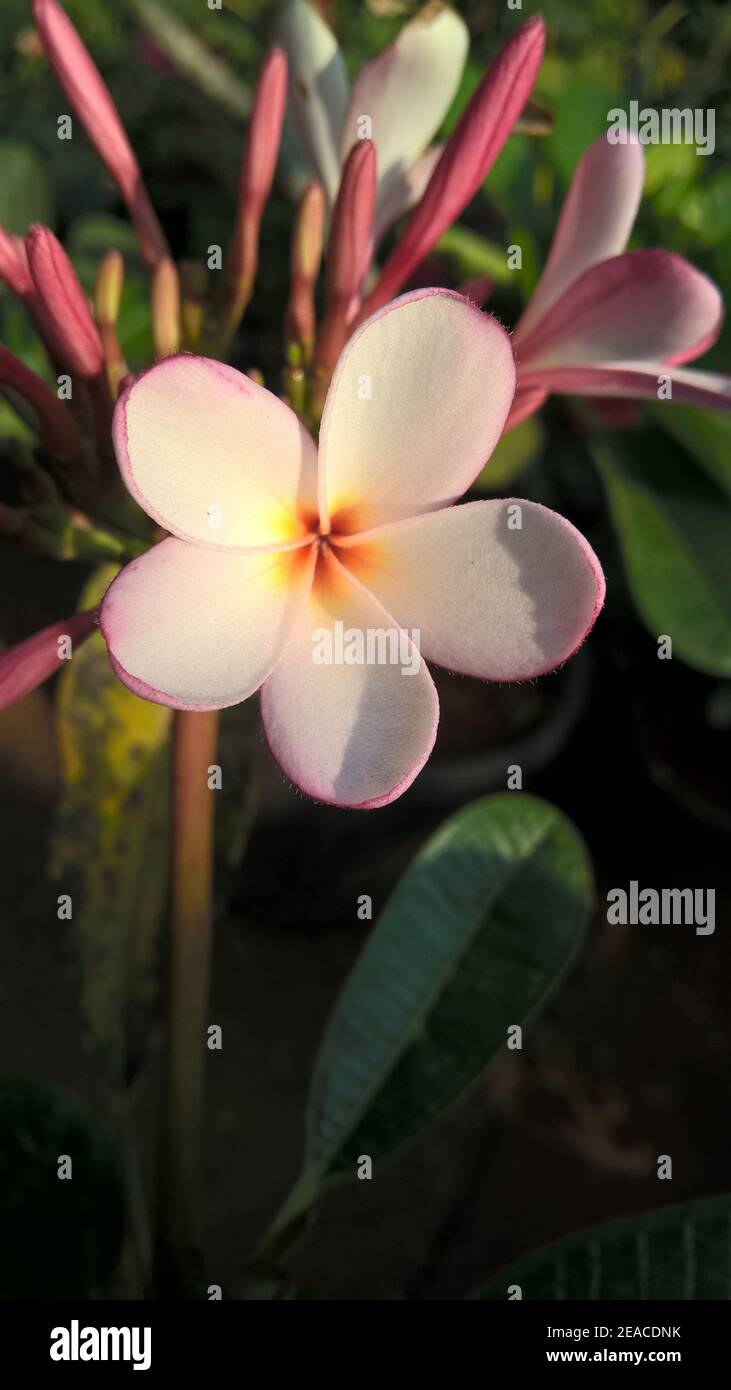 Scenic view of white color flowers and plants for multipurpose use ...