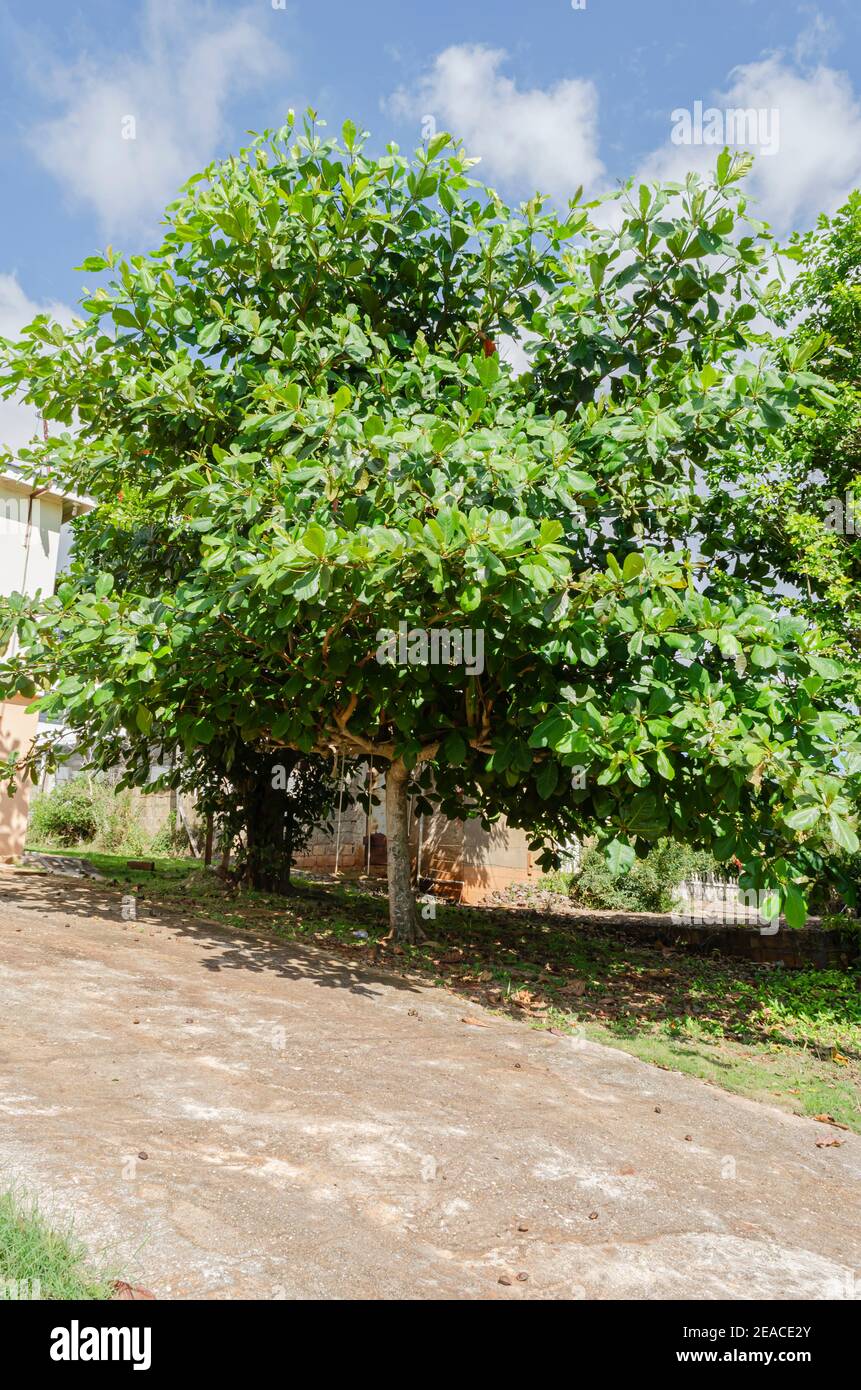 Terminalia Catappa (Almond) Tree Stock Photo - Alamy