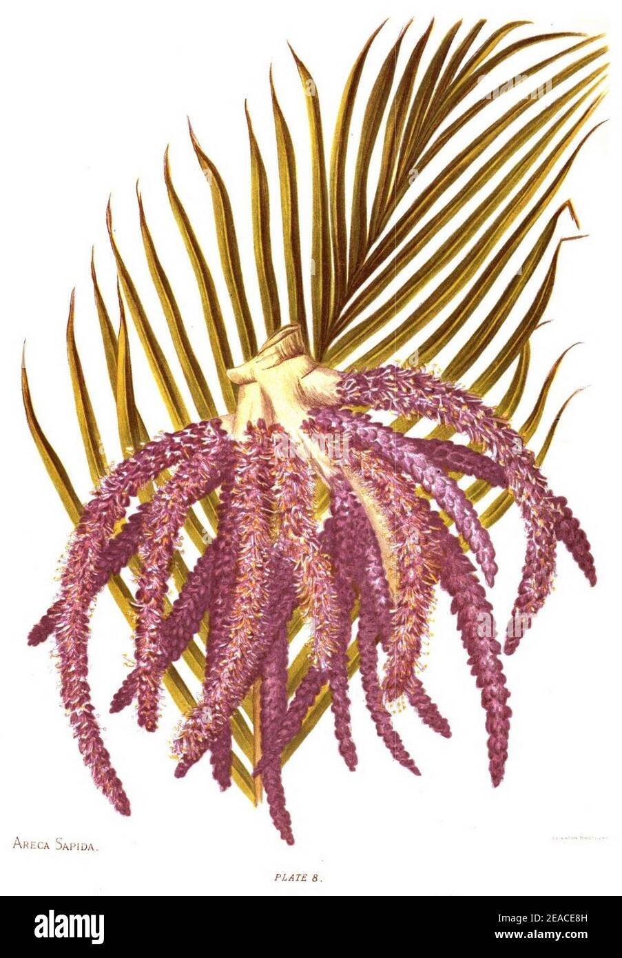 Nfnz hi-res stock photography and images - Alamy