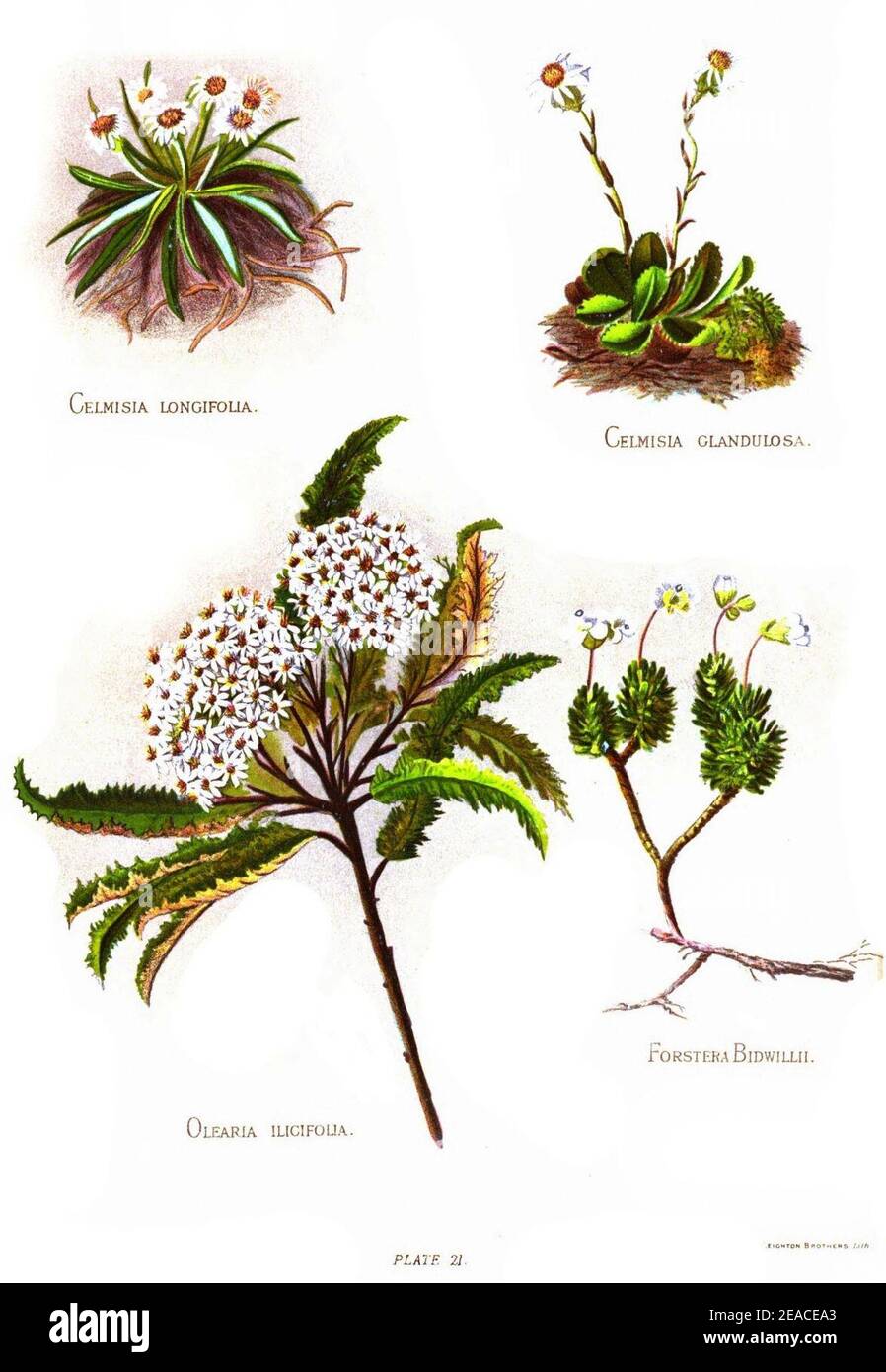 Four plants hi-res stock photography and images - Alamy