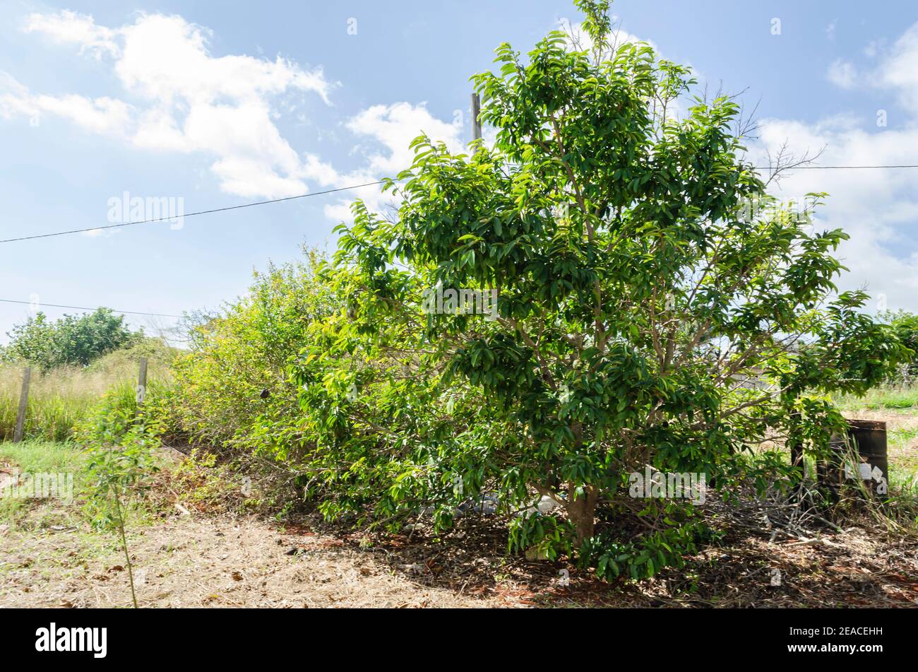 Soursop Trees Stock Photo - Alamy