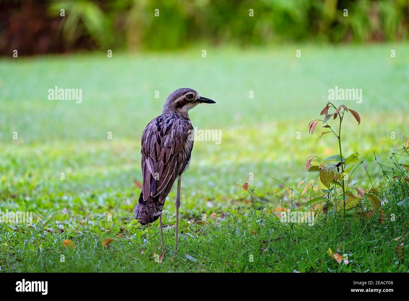 Bush stone curlew standing amongst grass and trees in its natural ...