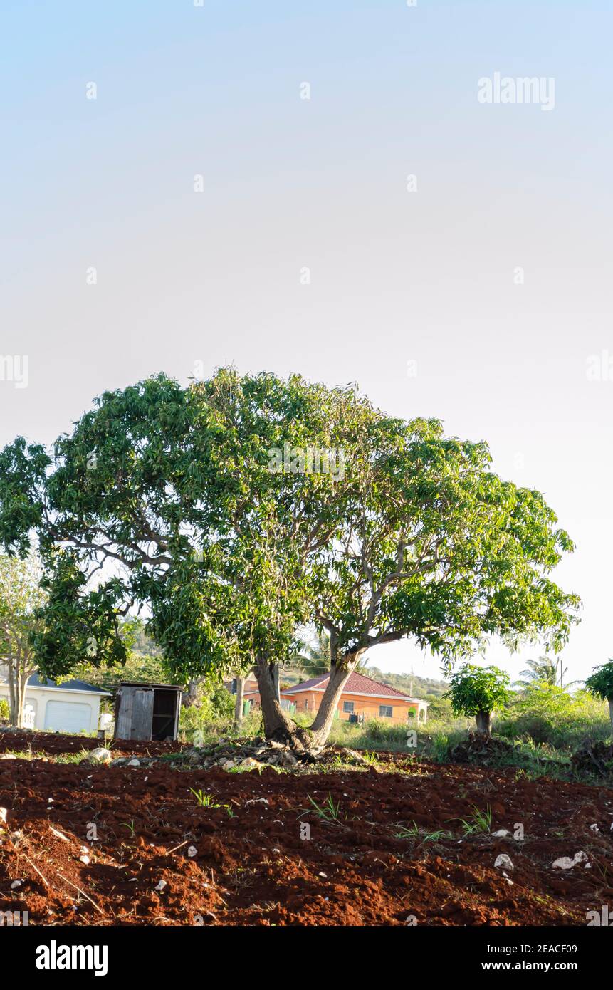 Tree and plough hi-res stock photography and images - Alamy