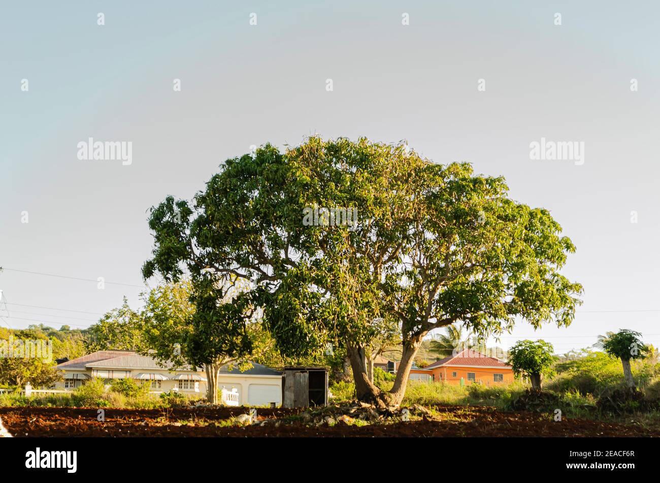 Morning Sunlight On Mango Tree Stock Photo - Alamy