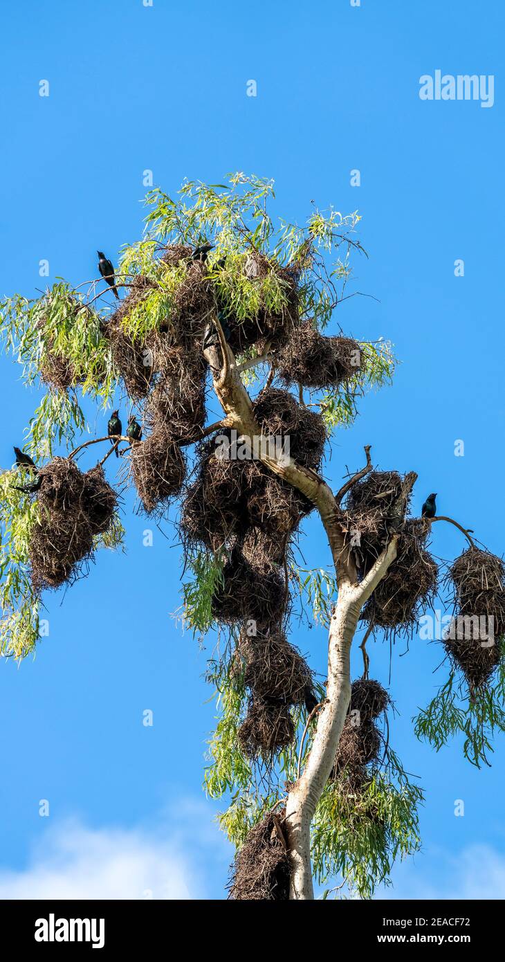 Metallic starlings building a nest high up in the tree branches ...