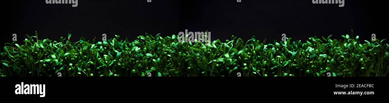 Fish cress leaves in front of a black background as a banner Stock ...