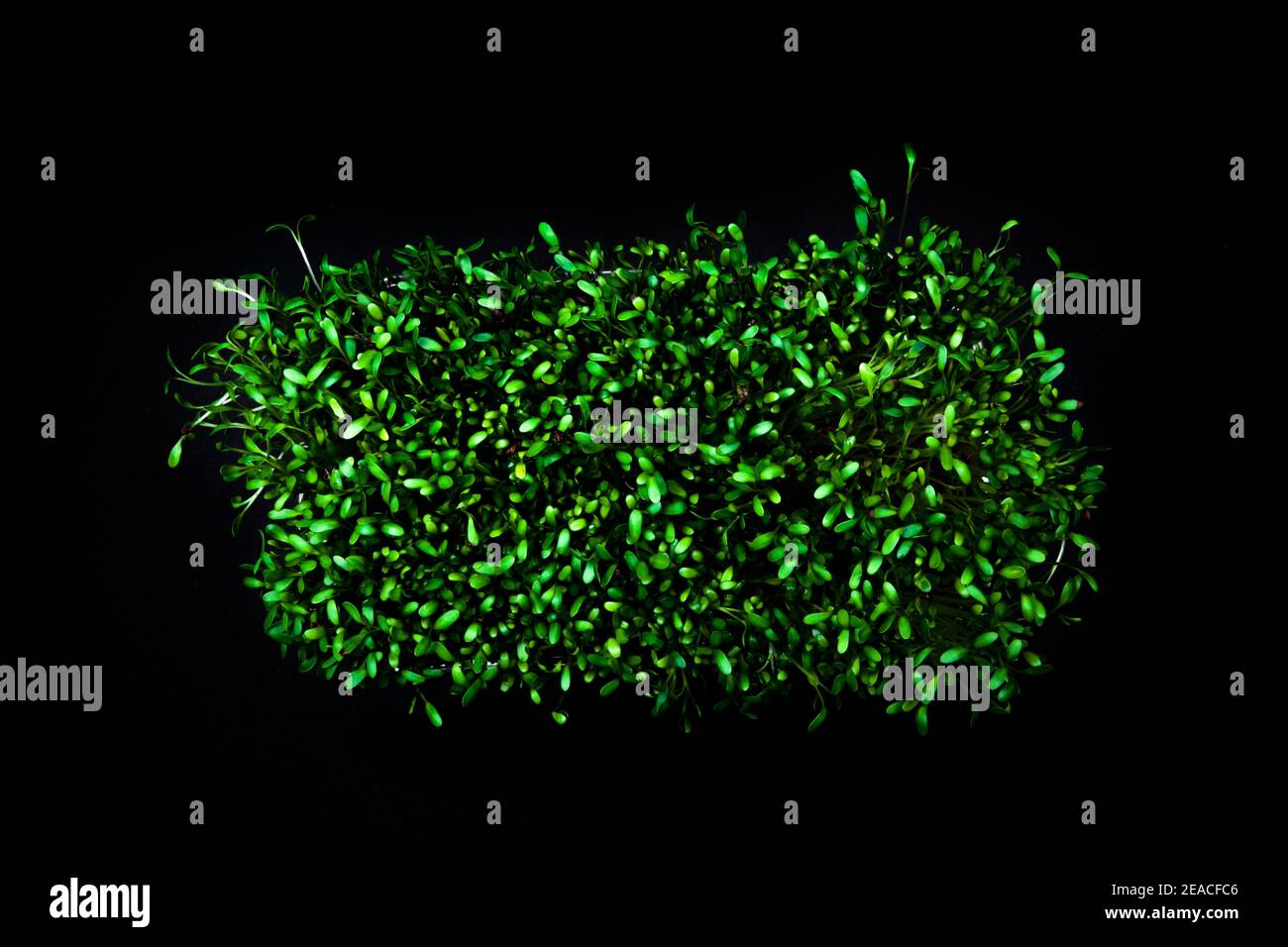 Cress breeding hi-res stock photography and images - Alamy