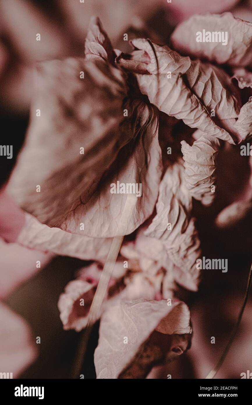 Withered flower hi-res stock photography and images - Alamy