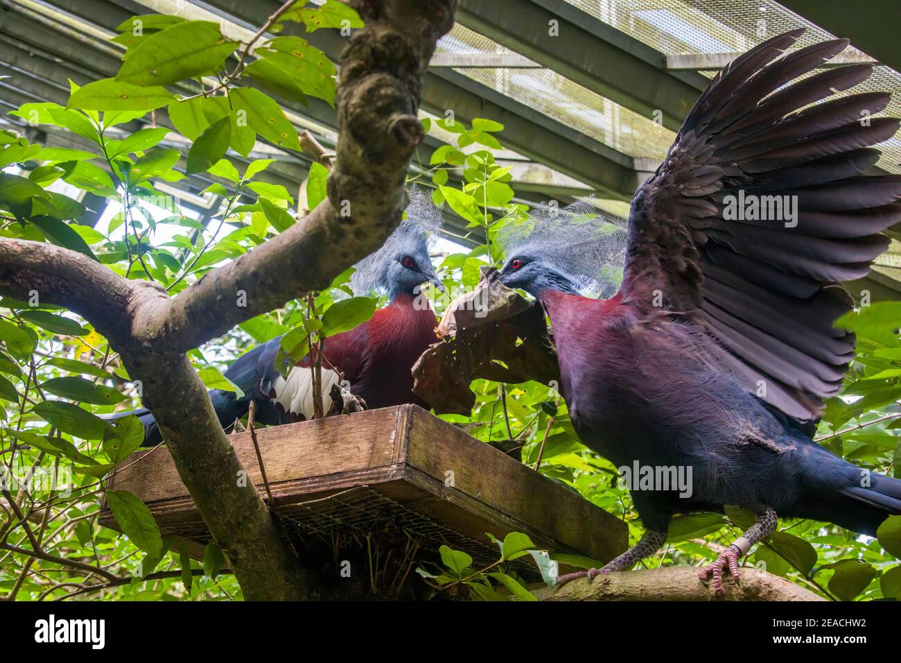 A Sclater's crowned pigeon (Goura sclaterii) uses big leaf to decorate ...