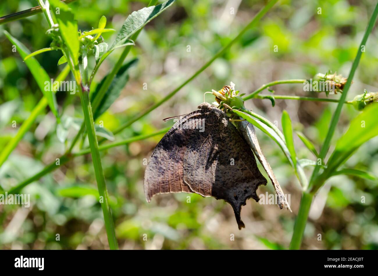 Lepidoptera sunlight hi-res stock photography and images - Alamy