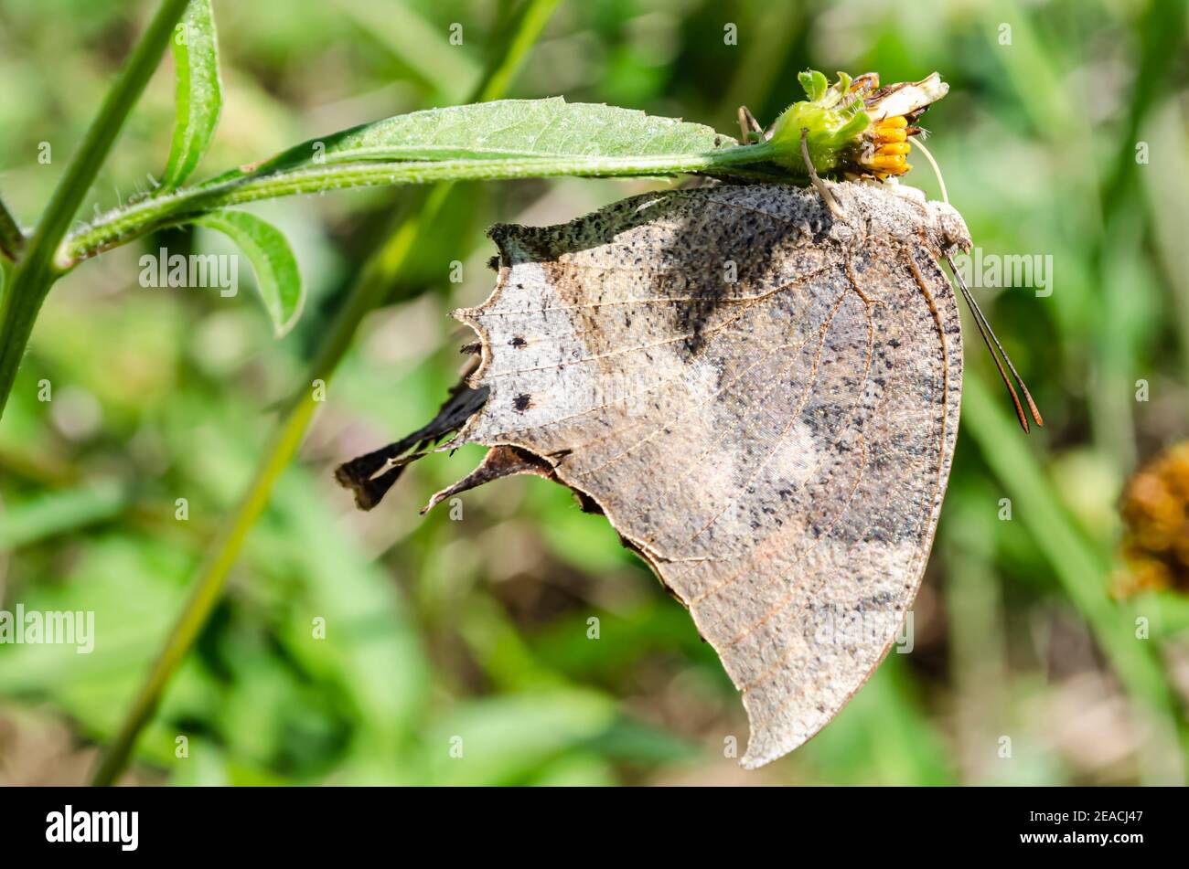 Dry Leaf Butterfly Feeding From Spanish Needle Flower Stock Photo - Alamy