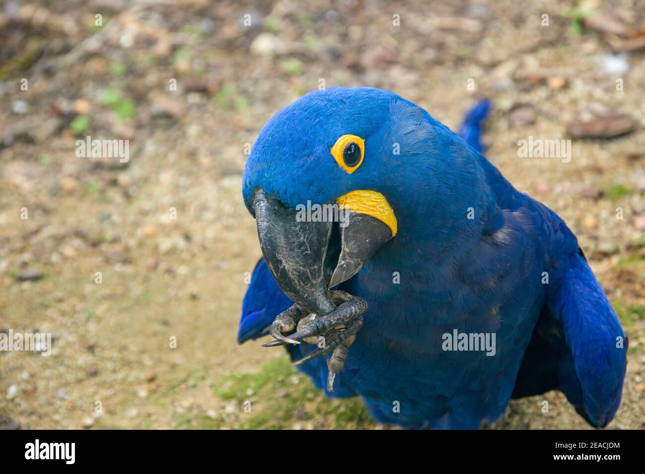 The hyacinth macaw is a parrot native to central and eastern South ...