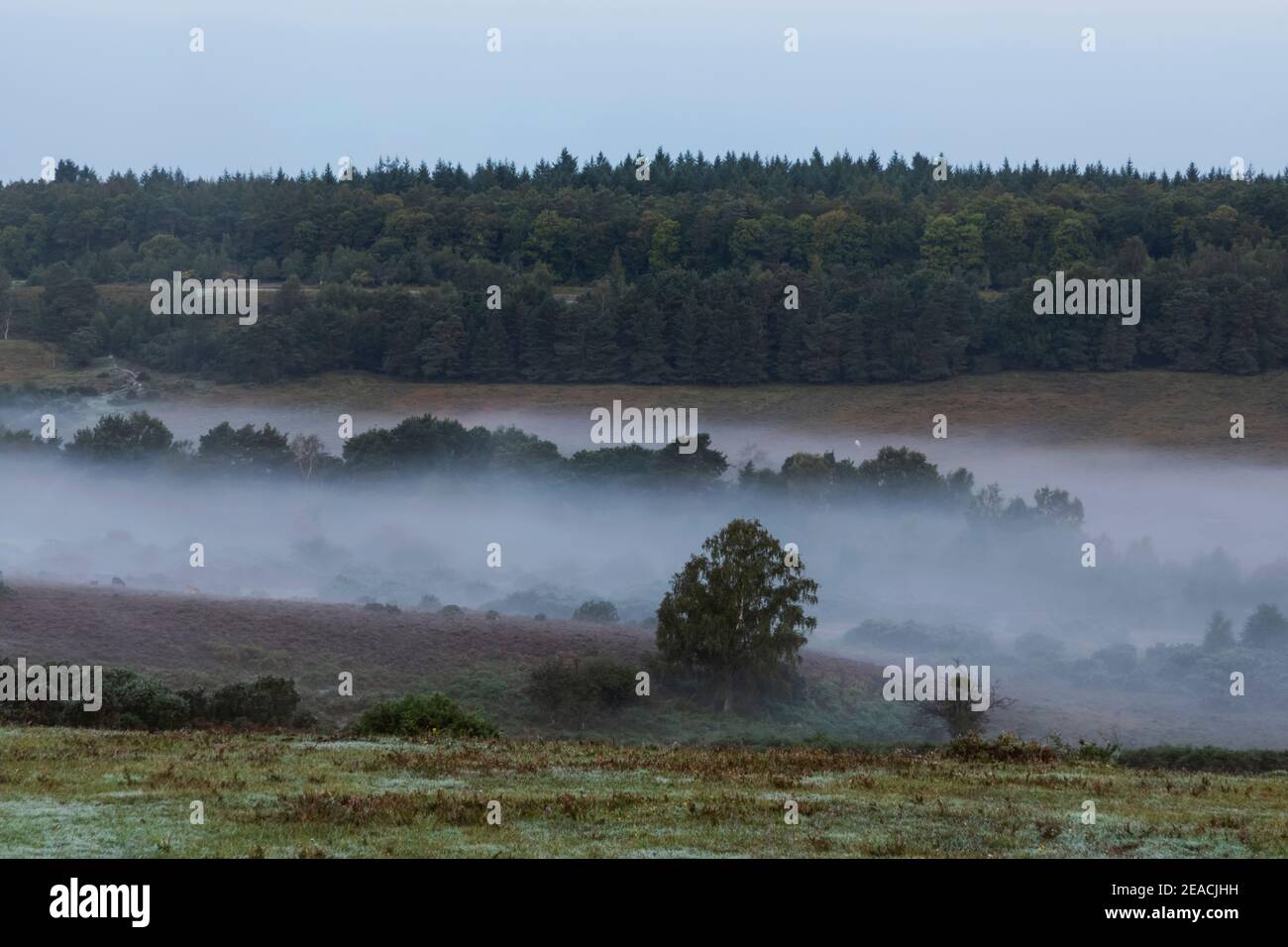 New forest view hi-res stock photography and images - Alamy