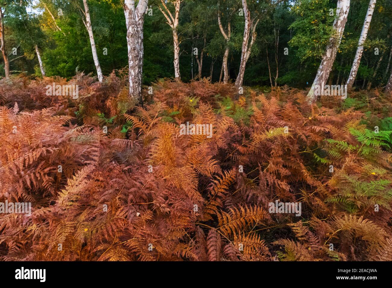 Colours of britain hi-res stock photography and images - Alamy