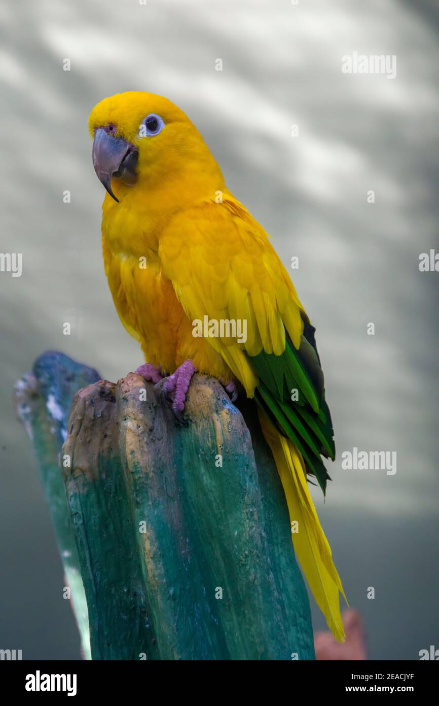 The golden parakeet is a medium-sized golden-yellow Neotropical parrot ...