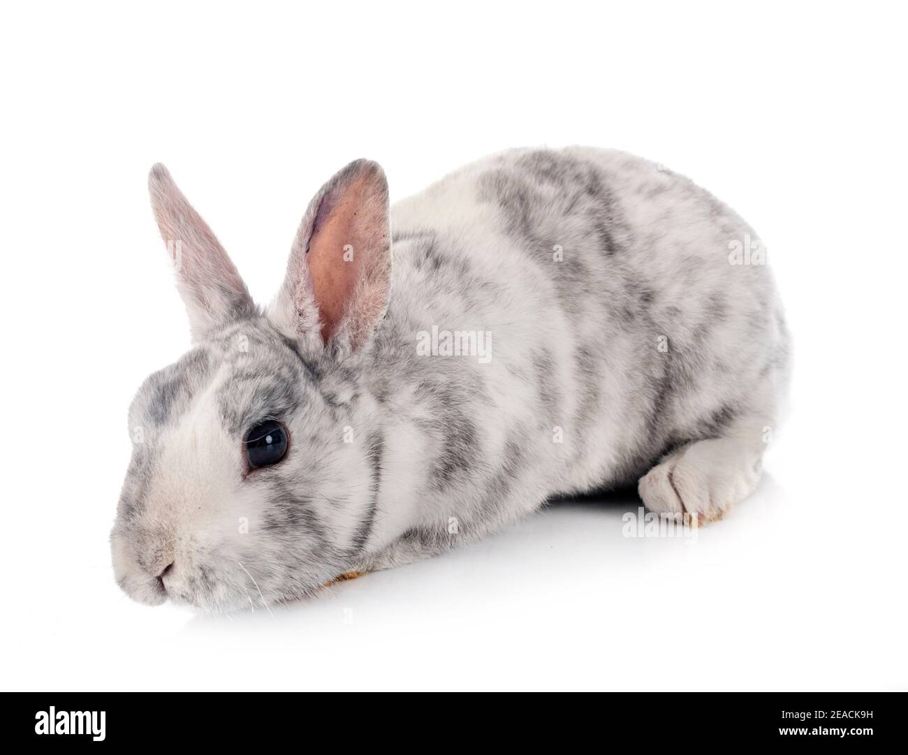 Mini Rex in front of white background Stock Photo - Alamy