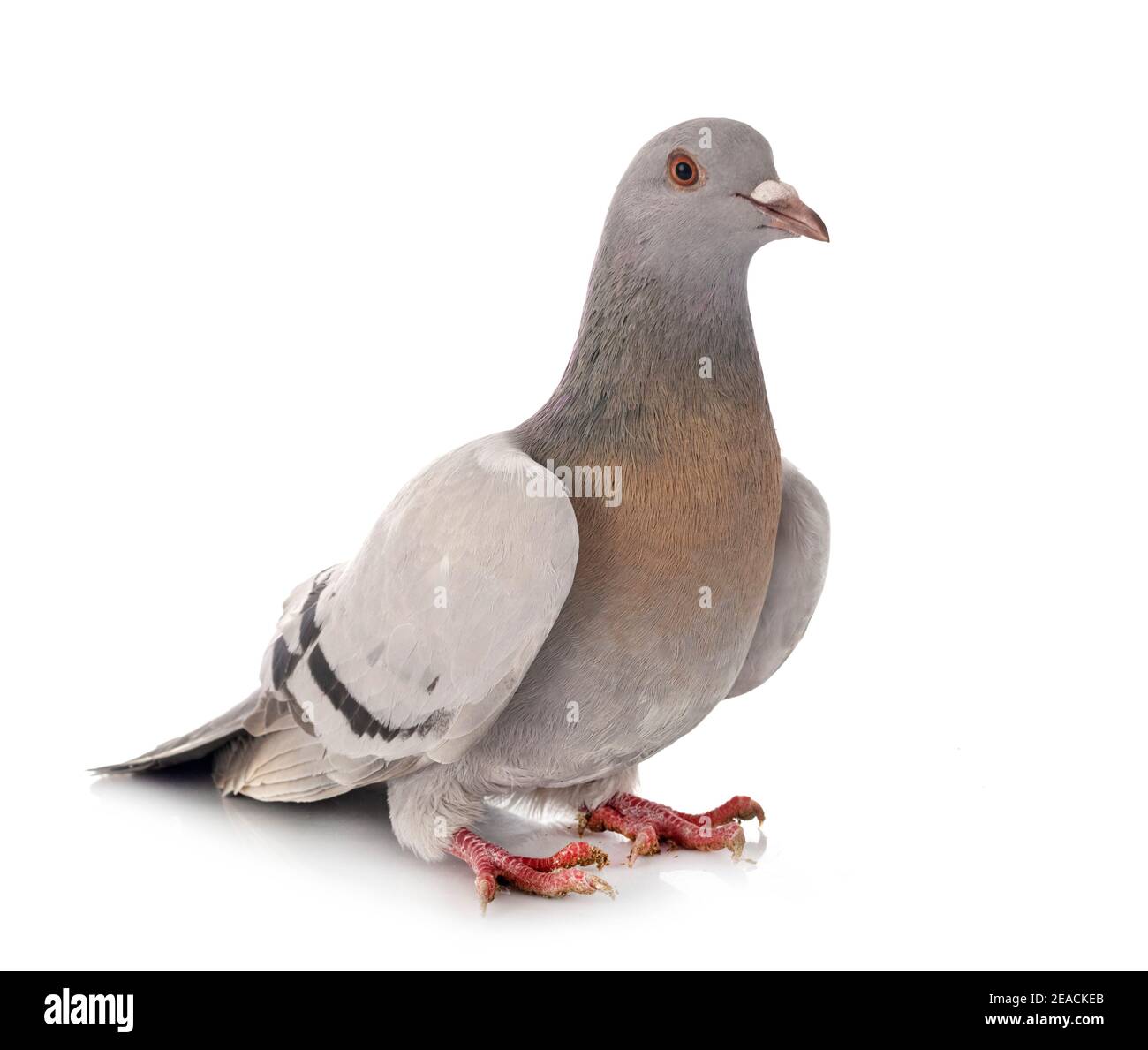 Mondain pigeon hi-res stock photography and images - Alamy