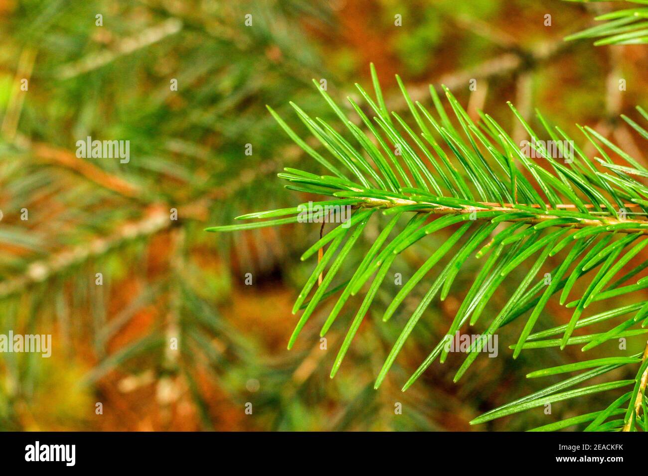Kumrat pakistan High Resolution Stock Photography and Images - Alamy