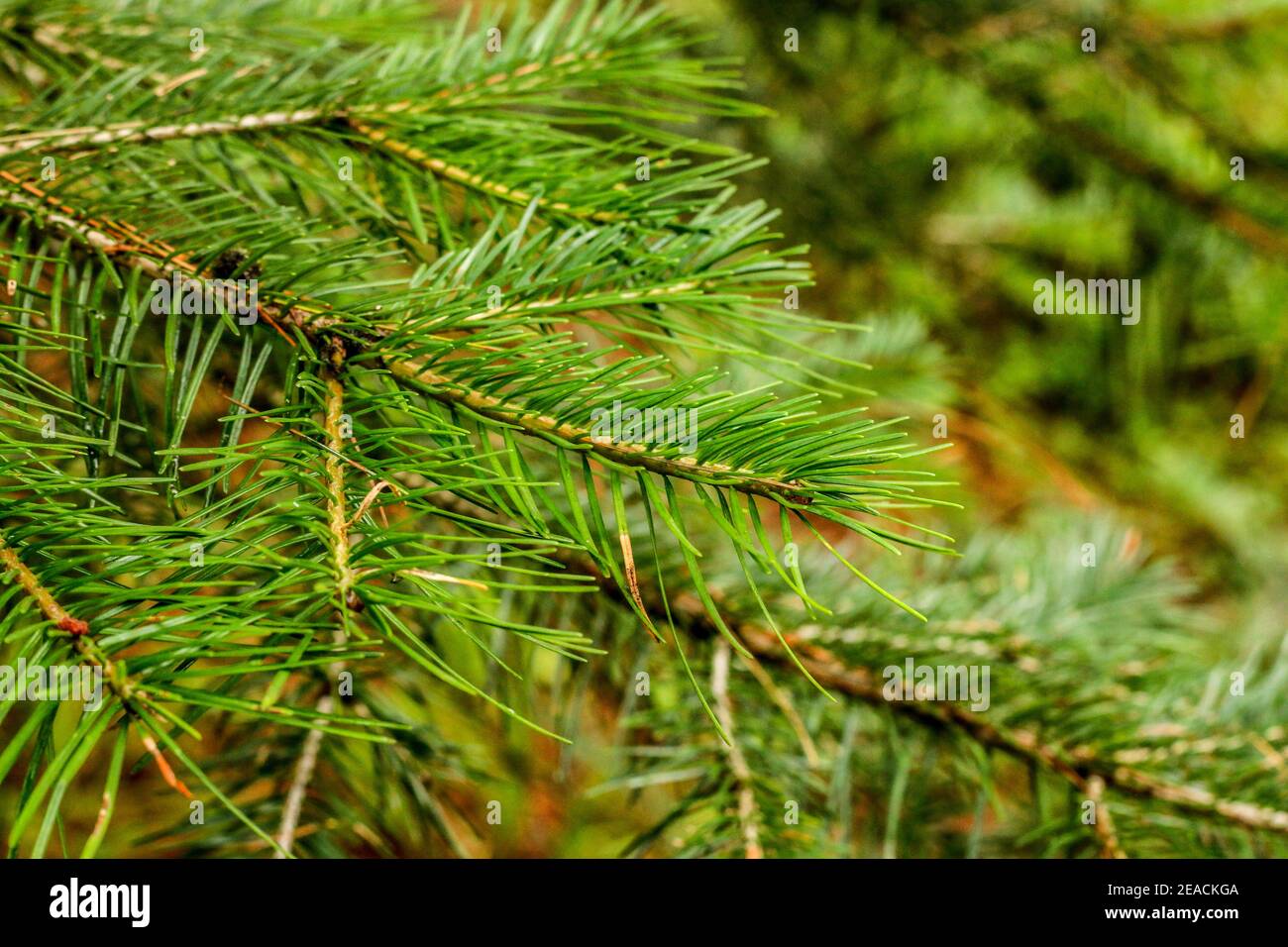 Closeup shot of pine tree leaves in the Kumrat Valley in Pakistan Stock ...