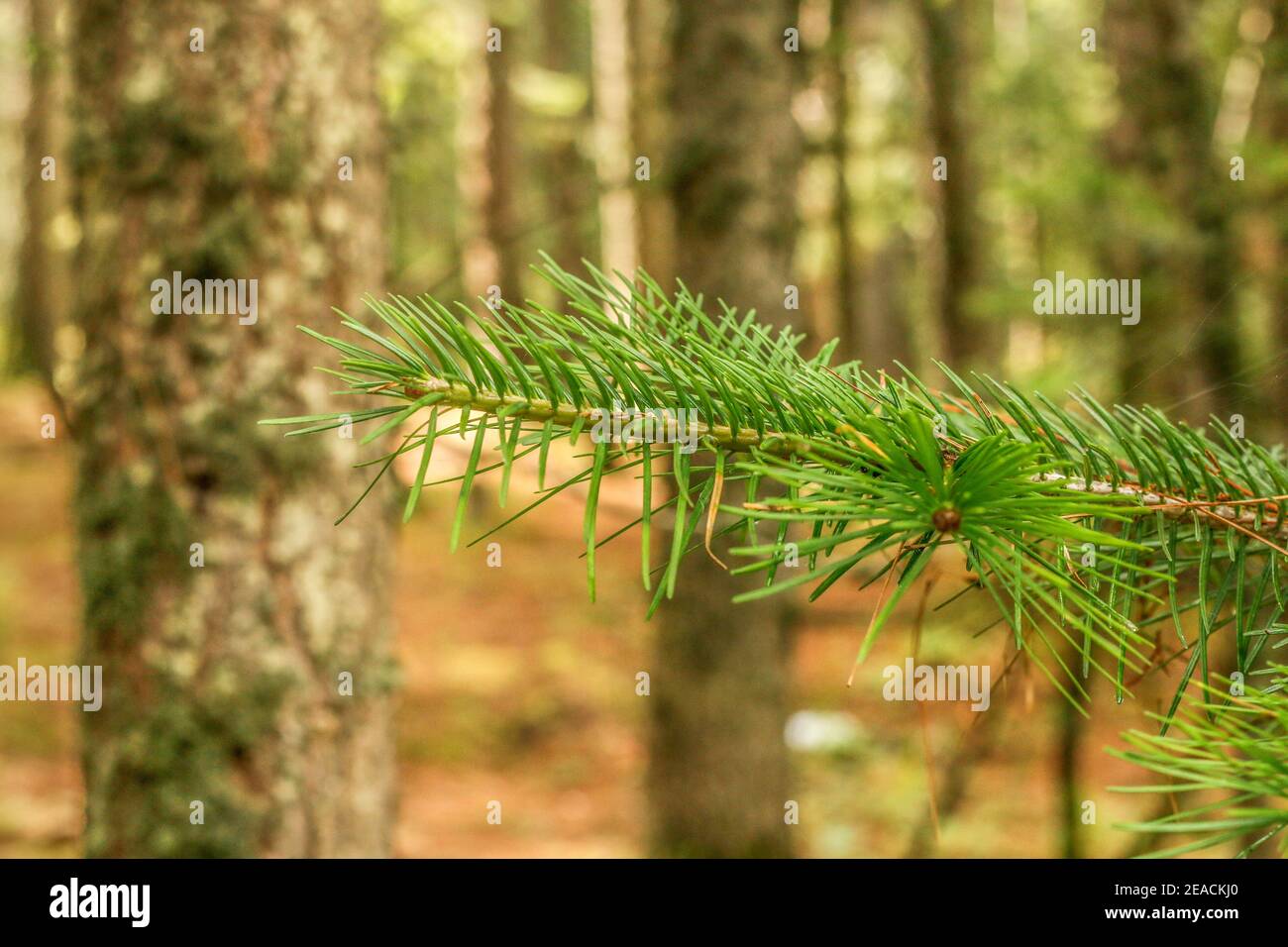 Closeup shot of pine tree leaves in the Kumrat Valley in Pakistan Stock ...