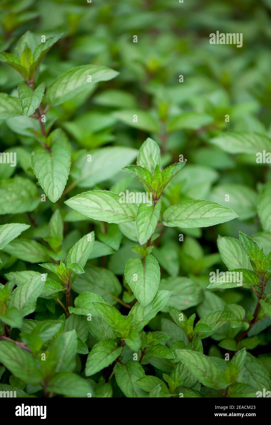 Mint plant grow at vegetable garden Stock Photo - Alamy