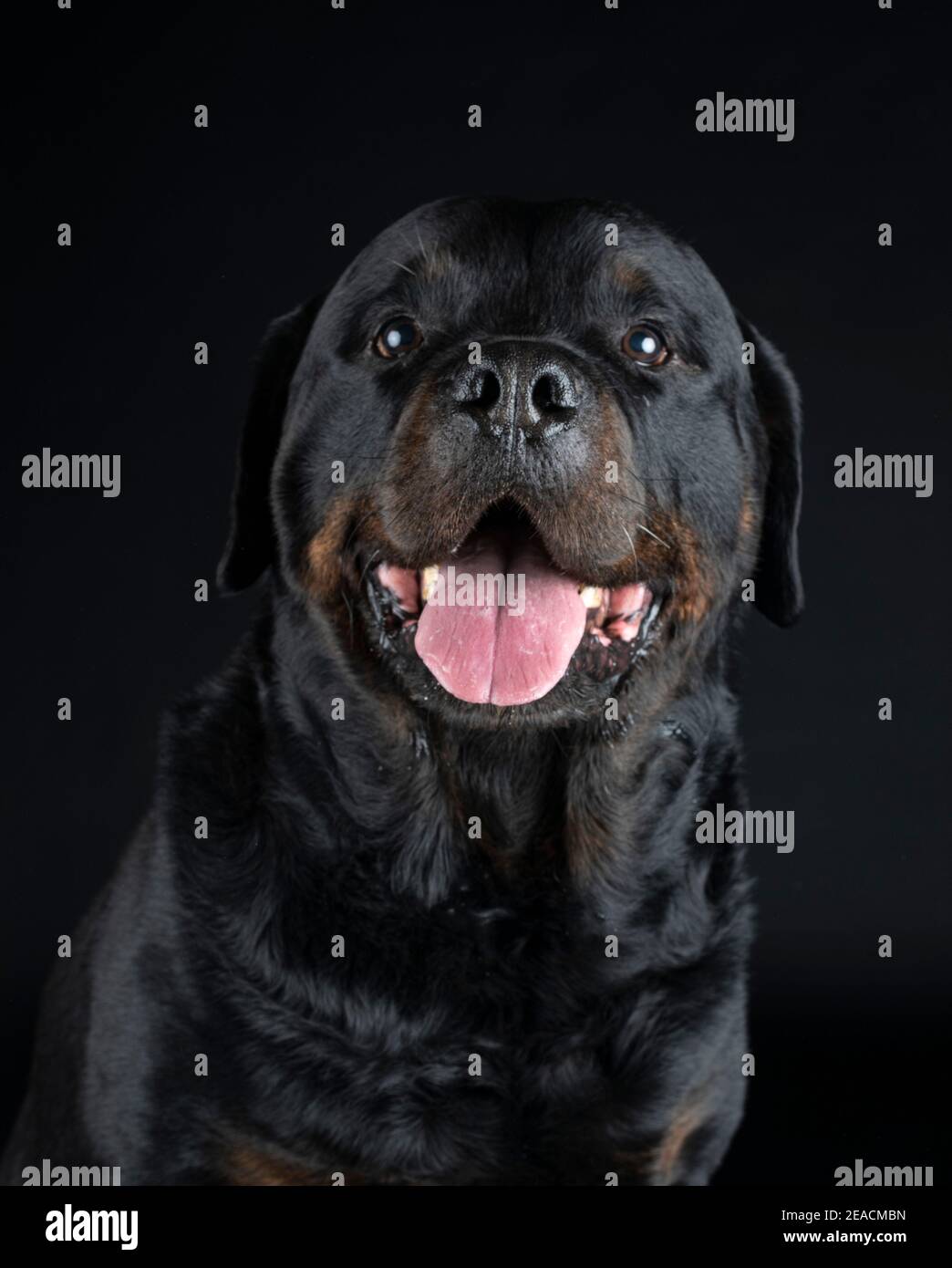 purebred rottweiler in front of black background Stock Photo - Alamy
