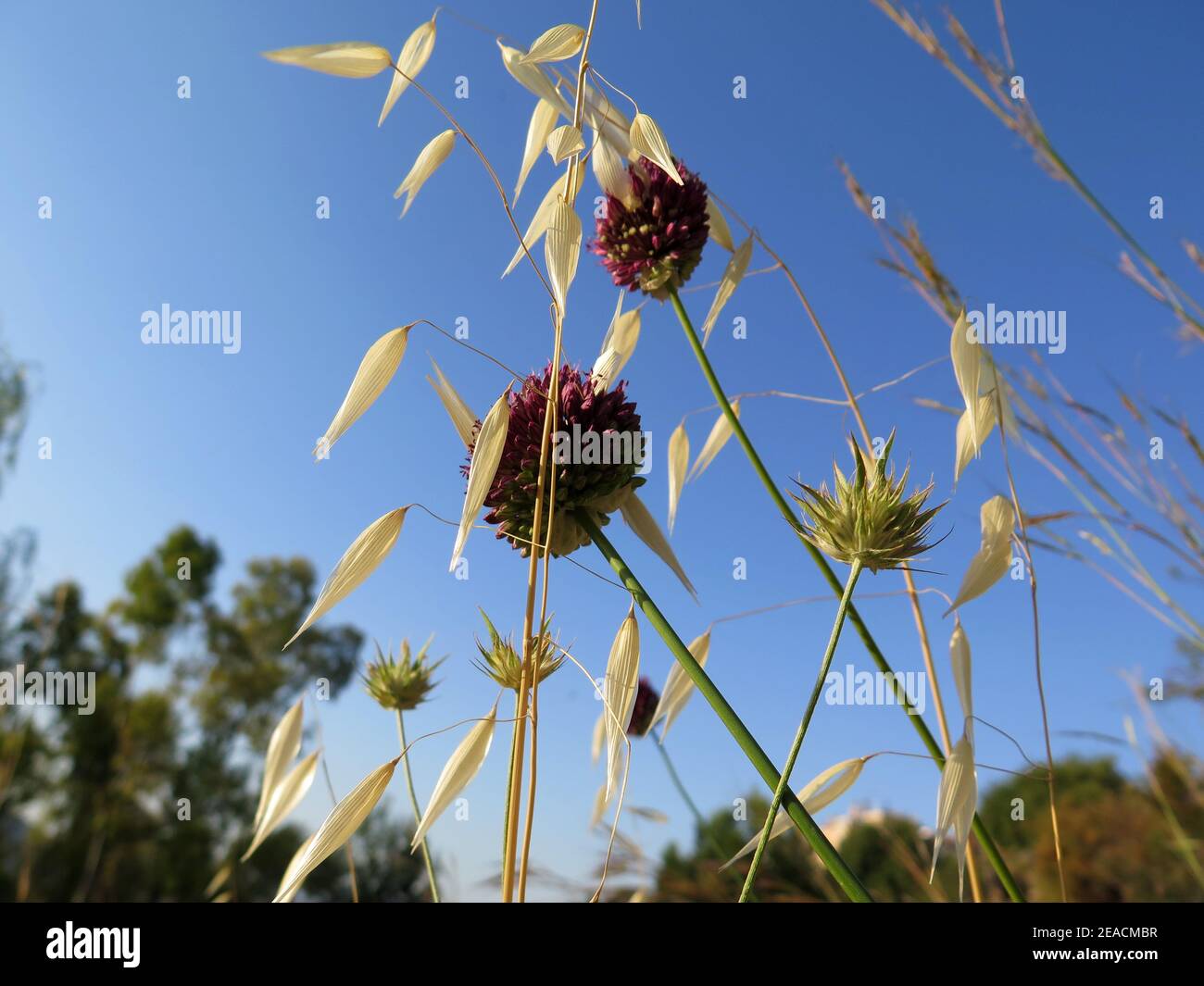 wild onion flower oatsl in countryside outside Alora Village Andalucia ...