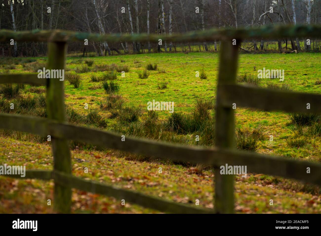 Empty cow paddock hi-res stock photography and images - Alamy
