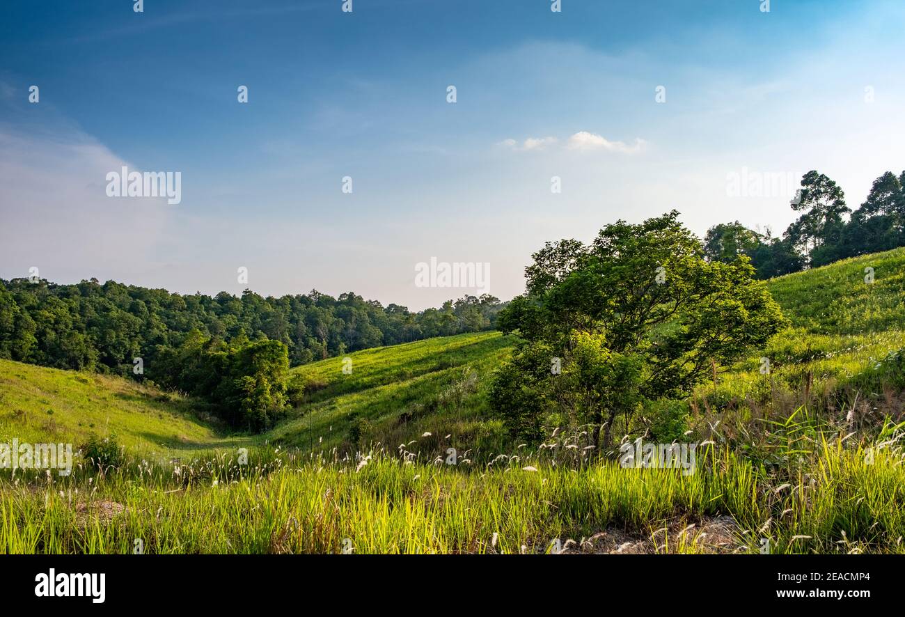 Forest meadow in sunny day,Beautiful meadow in the forest with blue sky ...