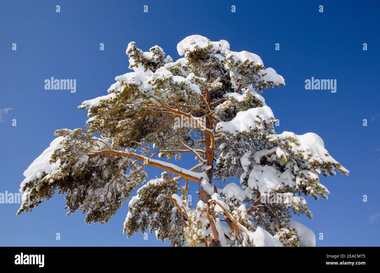 Trees with a load of snow in a forest hi-res stock photography and ...