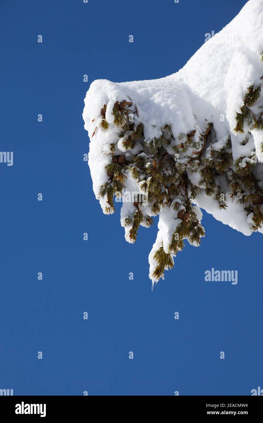 Trees with a load of snow in a forest hi-res stock photography and ...