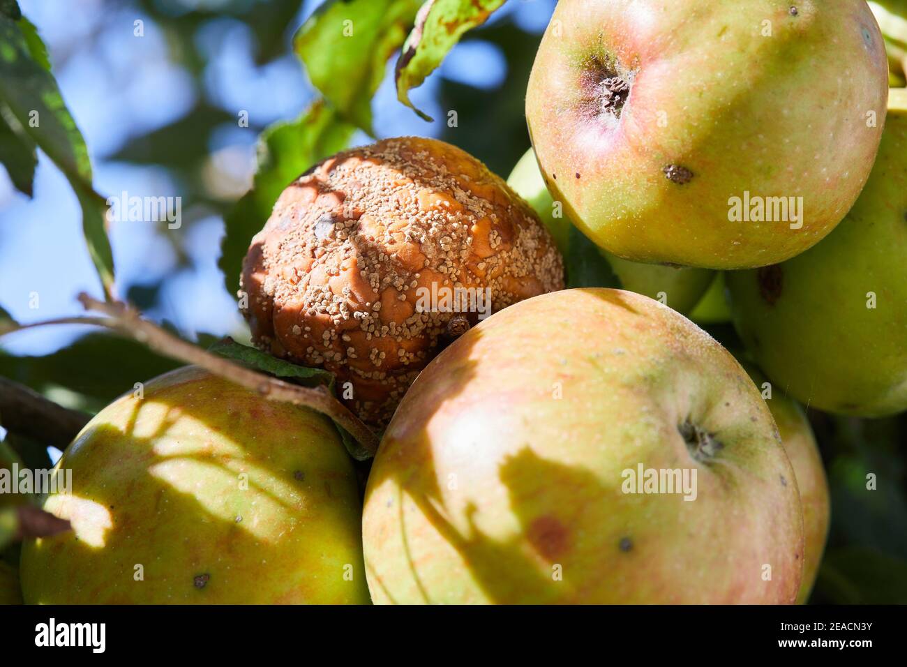 Rotten apple. Fruits Infected by the Apple Monilia fructigena Stock ...